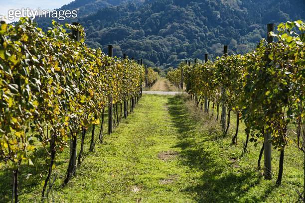 Vertical shoot positioning in vineyard in Japan 이미지 (1765974927) - 게티이미지뱅크