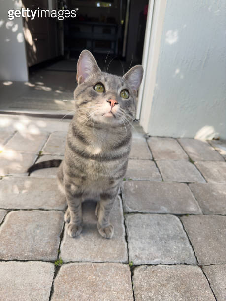 Cat standing outside the house 이미지 (1880953995) - 게티이미지뱅크