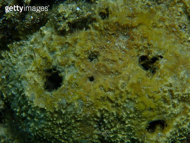 Stinker sponge (Sarcotragus fasciculatus) close-up undersea, Aegean Sea ...