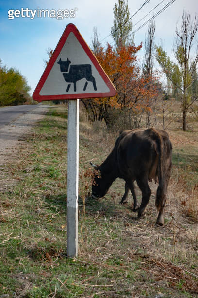 Cow road sign triangle red and white near cattle (1779398422) - 게티이미지뱅크