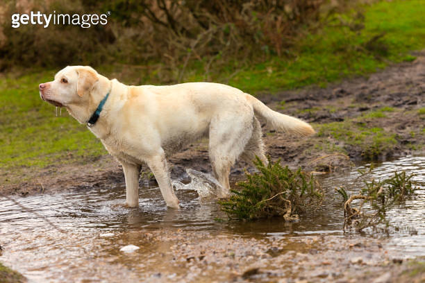 Yellow Labrador Retriever paddling in water in muddy countryside 이미지 ...