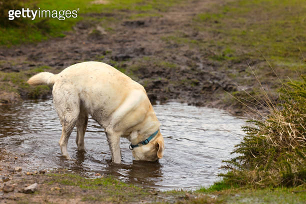 Yellow Labrador Retriever paddling in water in muddy countryside 이미지 ...
