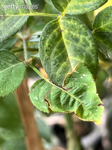 Rose leaf problem form anthracnose leaf spot,unhealthy plant fungal ...
