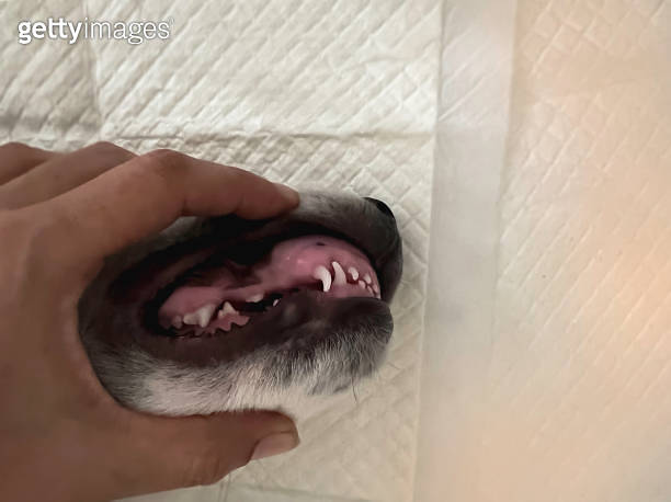Small teeth of puppy,show dental care,cute little mouth, 이미지 ...
