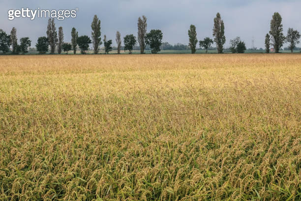 Rice Fields of the Po Delta Growing with Adriatic Sea Breeze ...