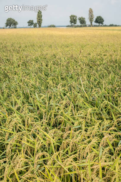 Rice Fields of the Po Delta Growing with Adriatic Sea Breeze 이미지 ...