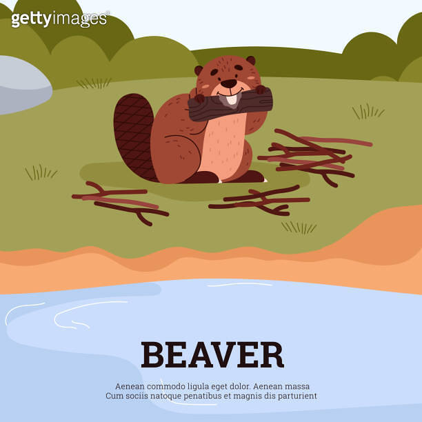 Cute beaver eating tree trunk, poster with text, cartoon flat vector ...