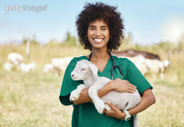 Farm, portrait and woman holding sheep on livestock field for medical ...