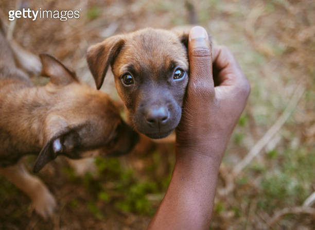 Hand, puppy and young dogs in a nature park bonding, embrace and ...