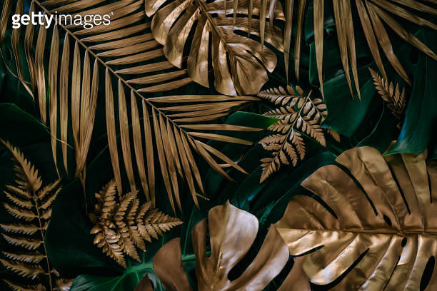 Creative nature background. Gold and green tropical Monstera and palm leaves. Minimal summer ...