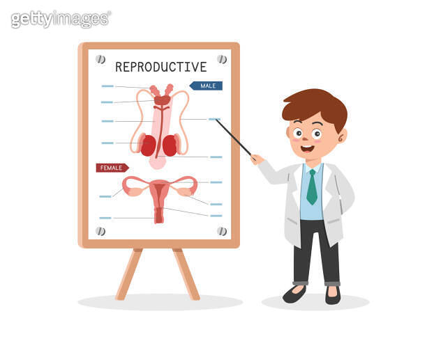 Reproductive system clipart cartoon style. Doctor presenting human ...