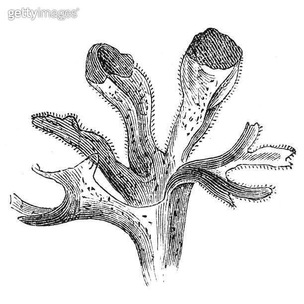 Iceland moss (Cetraria islandica) 이미지 (1457144875) - 게티이미지뱅크