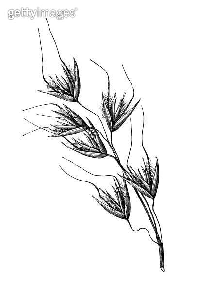 Avena sterilis (animated oat, sterile oat, wild oat, wild red oat ...