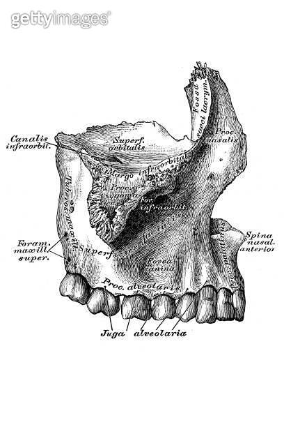 Right maxillary bone, superior maxilla, external view 이미지 (1604748629 ...