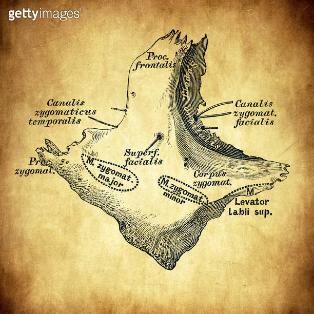 Right cheekbone, Os zygomaticum, from the outside (1718440021) - 게티이미지뱅크