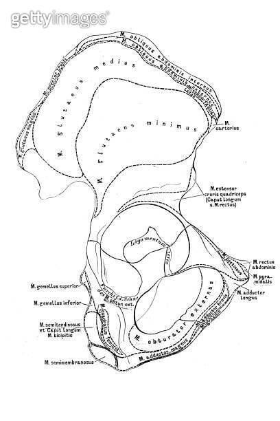 Hip bone (innominate bone, pelvic bone) (1644107012) 일러스트, 무료 일러스트 - 게티 ...