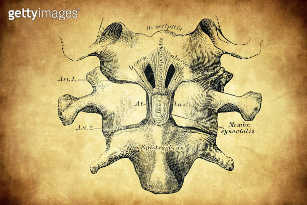 The ligamentum suspensorium dentis and the ligamenta alaria, after ...