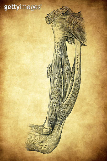 The muscles at the back of the upper arm 이미지 (1772462846) - 게티이미지뱅크