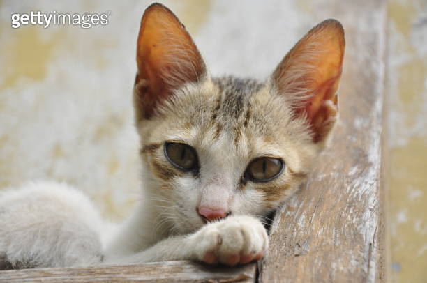 Cat Looking Intensely into the Camera 이미지 (1667685555) - 게티이미지뱅크