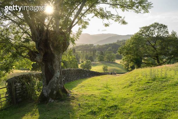 Old pollarded Ash tree at Skelwith Fold, The Lake District, Cumbria ...