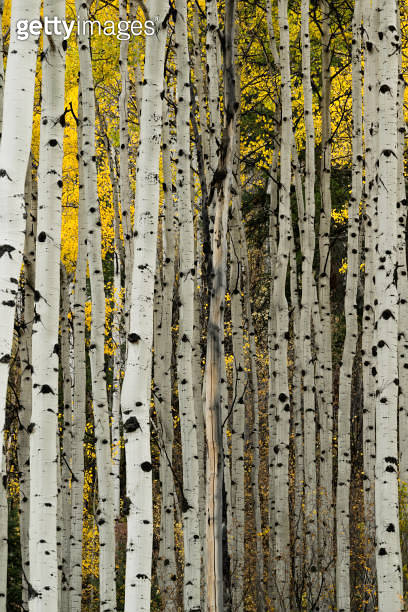 Aspen Tree Trunks in the Autumn 이미지 (1728257752) - 게티이미지뱅크