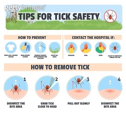 Tips for tick safety vector infographic design 이미지 (1456130560) - 게티이미지뱅크