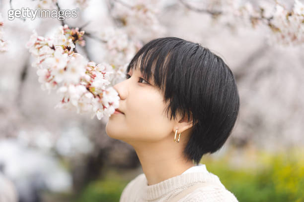 Portrait of young adult japanese woman looking sakura cherry blossom ...