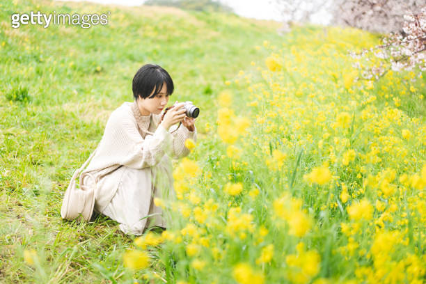 Side view traveler of young adult japanese woman sightseeing sakura ...