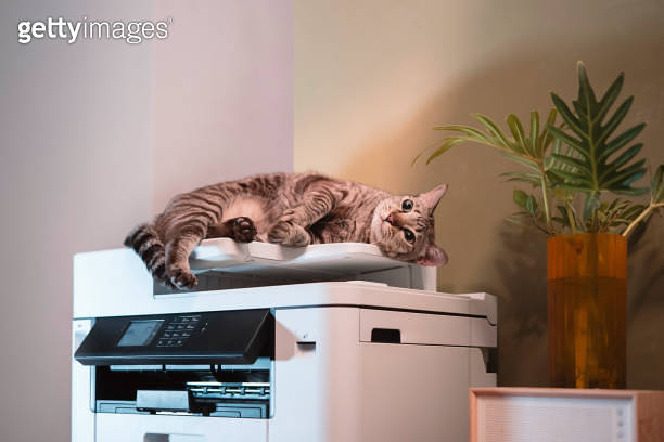 Tabby Cats lying on a multifunction laser printer in home-office ...