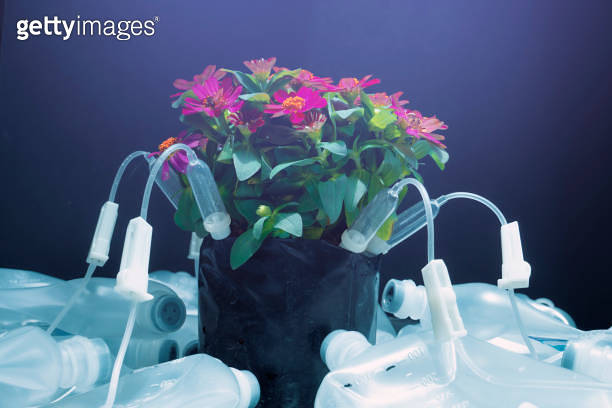 IV tube, Intravenous therapy injection to flower pot .concept of ...