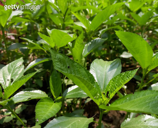 Jute mallow plant, saluyot, Jute, Jew's mallow, Egyptian cotton spinach ...