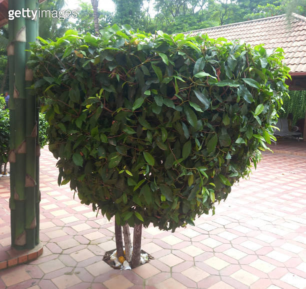 Cainta plant nursery. Beautiful showing in nature, tree. 이미지 ...