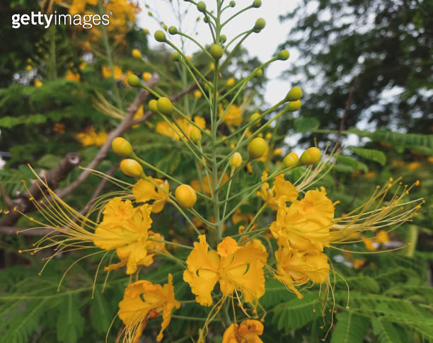 Tanner's cassia or Senna auriculata (avarampoo) flower in the ...