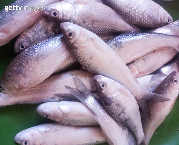 Siamese mud carp fish - "Henicorhynchus siamensis" on plate. 이미지 ...