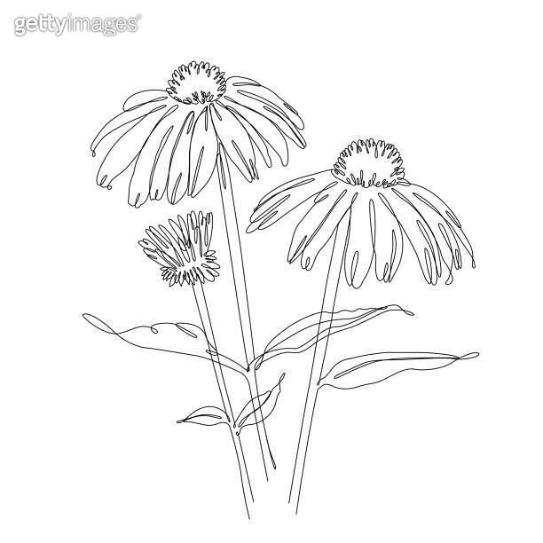 Echinacea Coneflower Continuous Line Drawing with Editable Stroke 이미지 ...