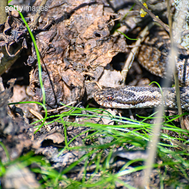 Common european adder viper with zigzag pattern (1483008804) - 게티이미지뱅크