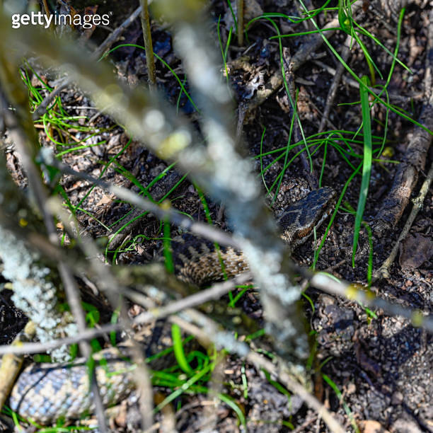 Common european adder viper with zigzag pattern 이미지 (1483008809) - 게티이미지뱅크