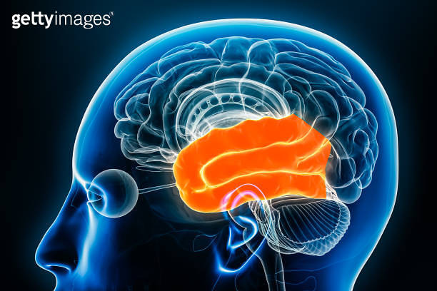 Temporal lobe of the cerebral cortex profile view close-up 3D rendering ...
