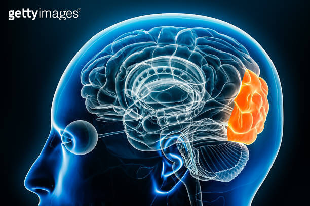 Occipital Lobe Of The Cerebral Cortex Profile View Close Up 3d Rendering Illustration Human