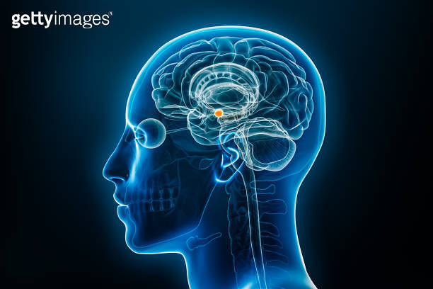 Xray lateral or profile view of the amygdala 3D rendering illustration ...