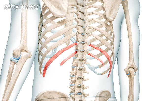 Floating ribs in red color with body 3D rendering illustration isolated ...