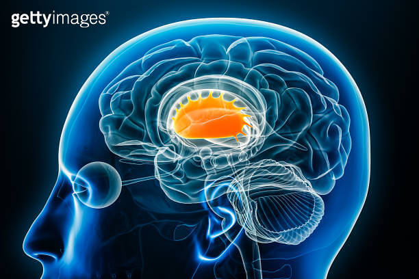 Putamen x-ray profile close-up view 3D rendering illustration with body ...