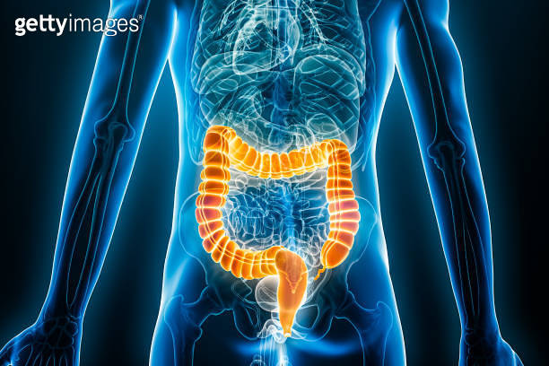 Xray posterior or back view of large intestine or colon 3D rendering ...
