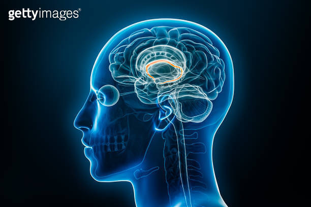 Xray lateral or profile view of the fornix 3D rendering illustration ...