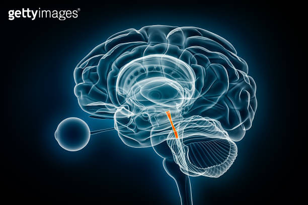 Cerebral or Sylvius aqueduct x-ray view 3D rendering illustration ...