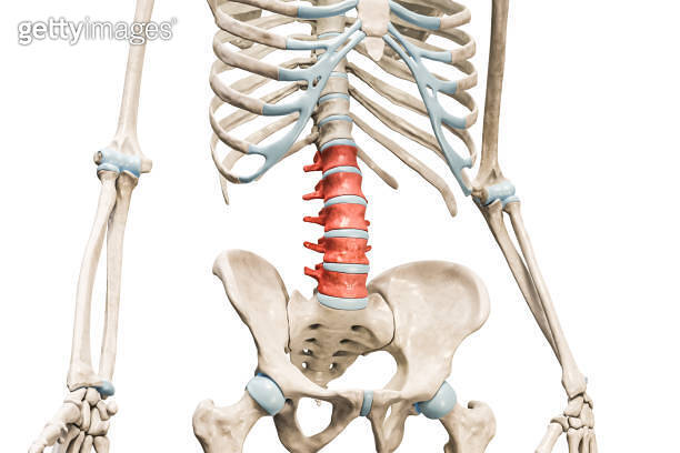 Lumbar vertebrae in red color 3D rendering illustration isolated on ...