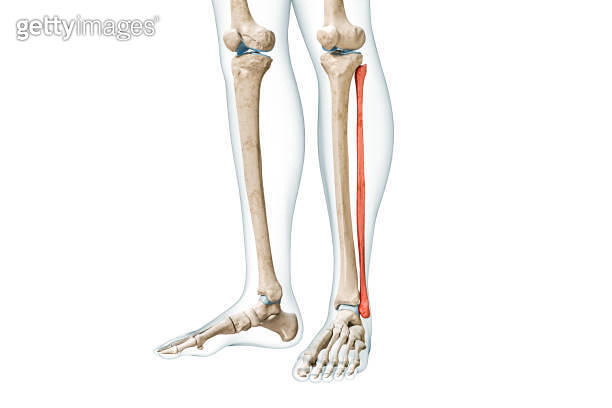 Fibula bone front view in red color with body 3D rendering illustration ...