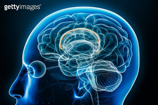 Indusium griseum x-ray profile close-up view 3D rendering illustration ...