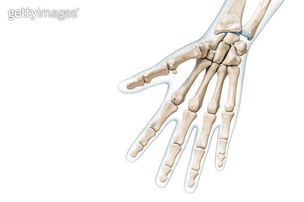 Right hand and finger bones palmar view with body contours 3D rendering ...