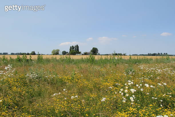 a large grass shoulder with wildflowers in front of a wheat field 이미지 ...